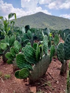 Denopalpuntocom | En Denopalpuntocom promovemos y desarrollamos el ...